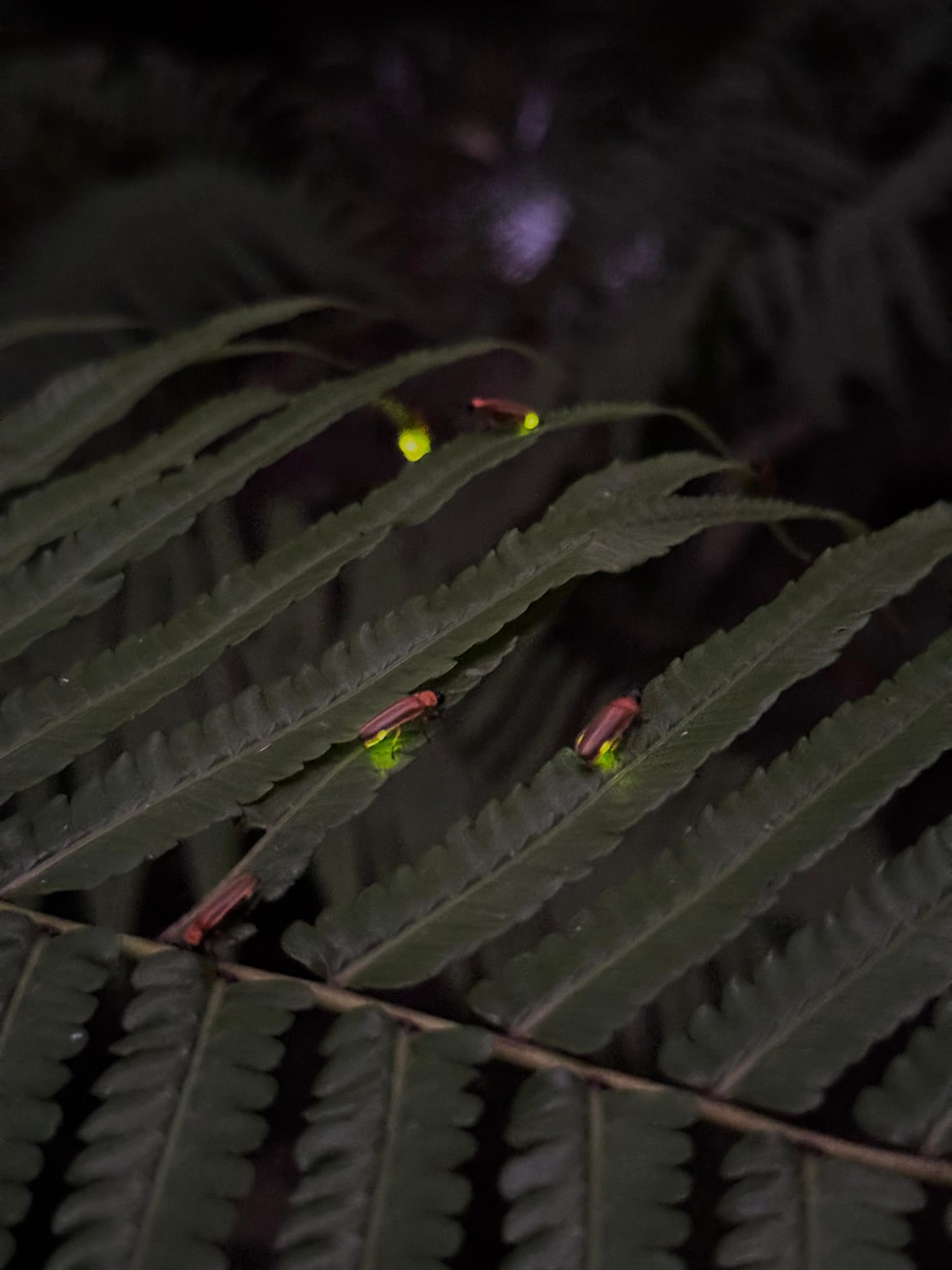 Fireflies Tour Package - The Fireflies Garden and Villas