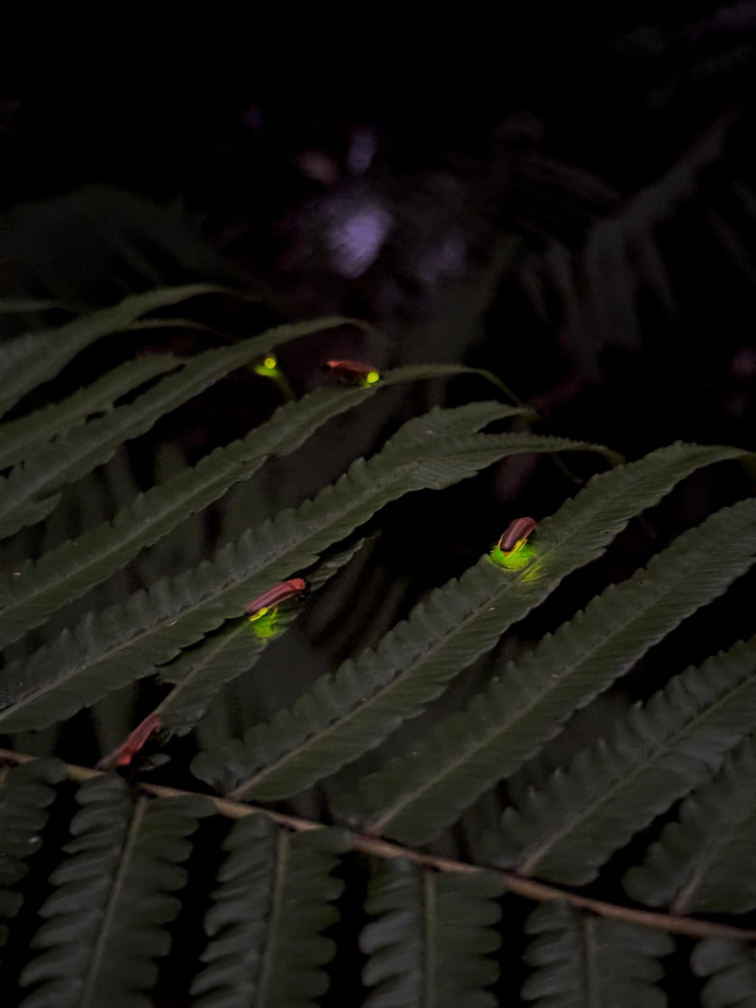 Fireflies Tour Package - The Fireflies Garden and Villas