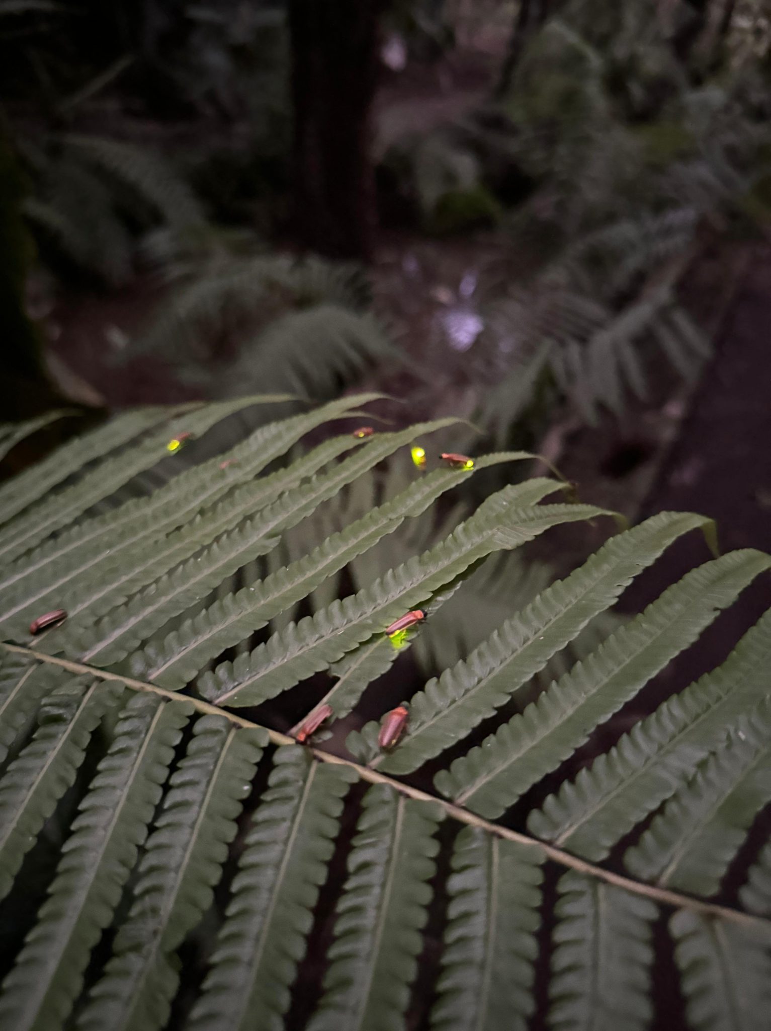 Fireflies Tour Package - The Fireflies Garden and Villas